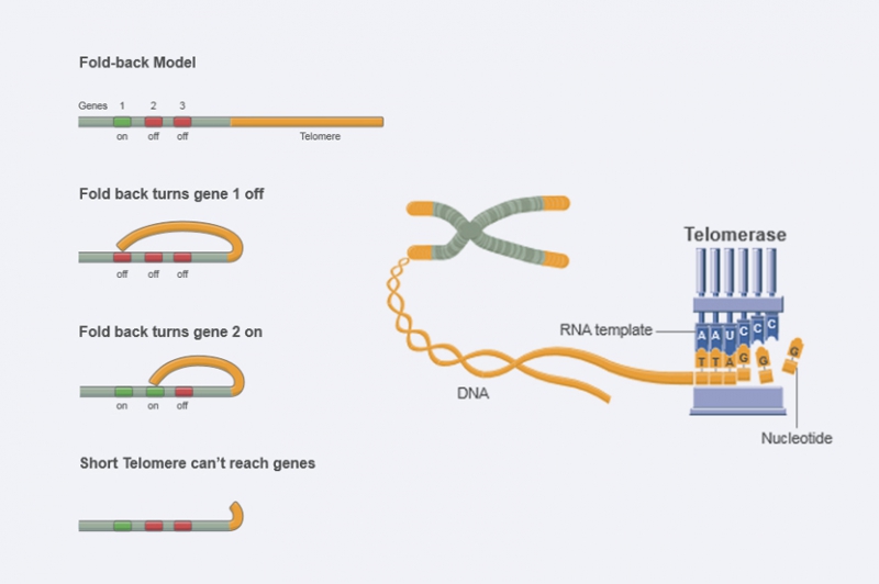 Telomeres & Telomerase – defytime®